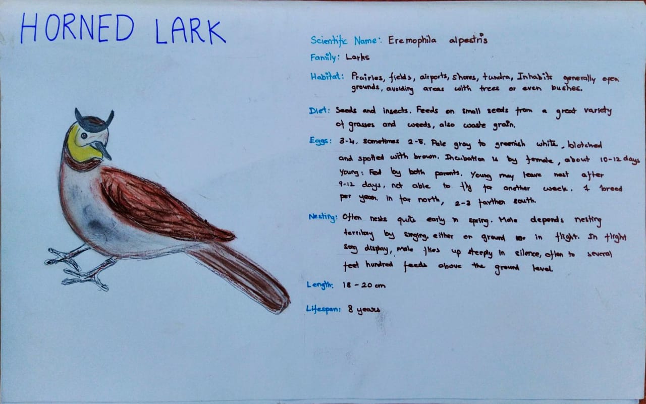 Horned Lark – C3STREAM Land Designs